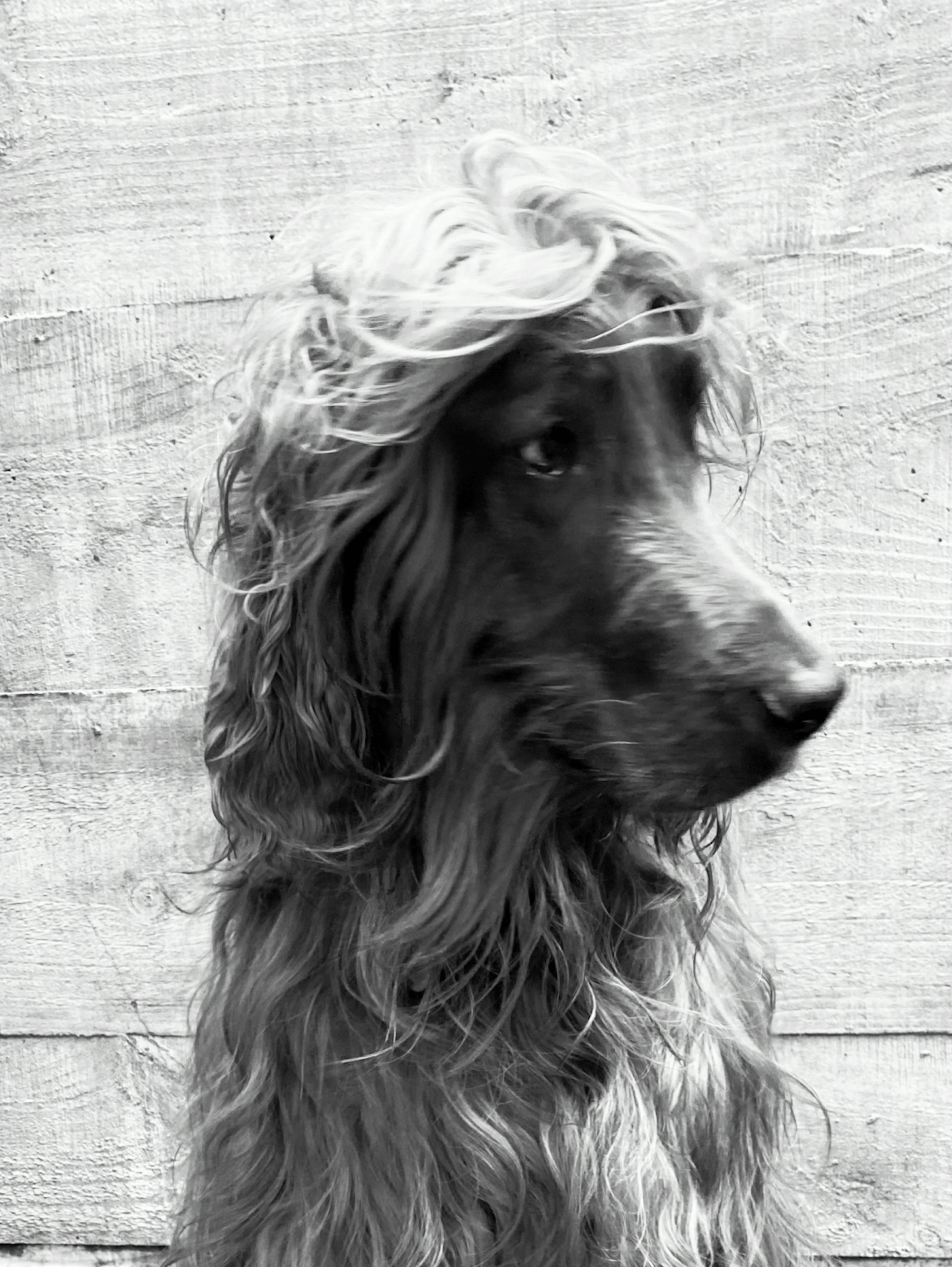 Studio / Daniel Marshall Architects